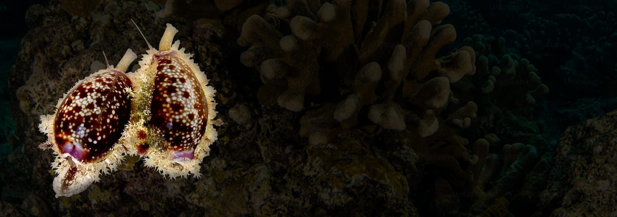 beautifulcowries – United colors of shells