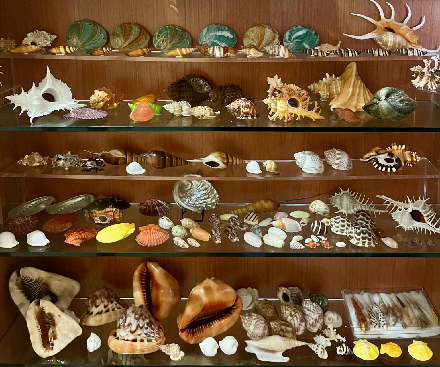 beautifulcowries – United colors of shells