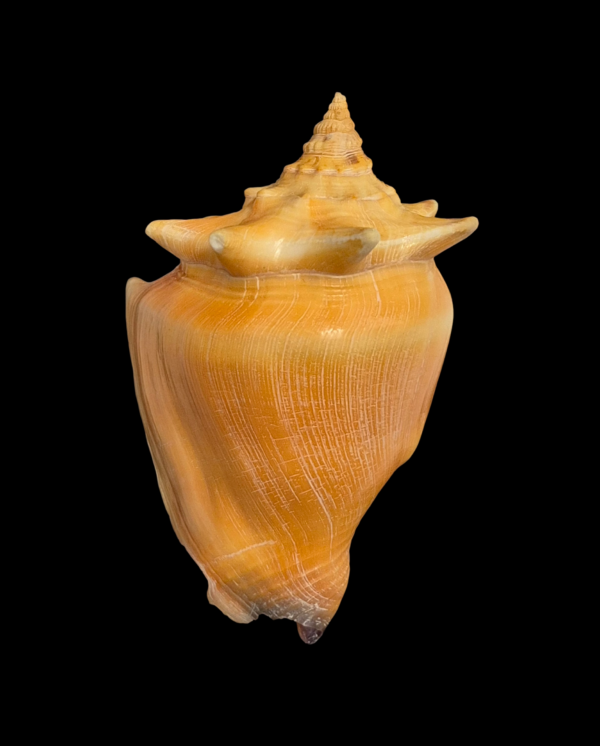 BC259 Strombus pugilis w/o – beautifulcowries