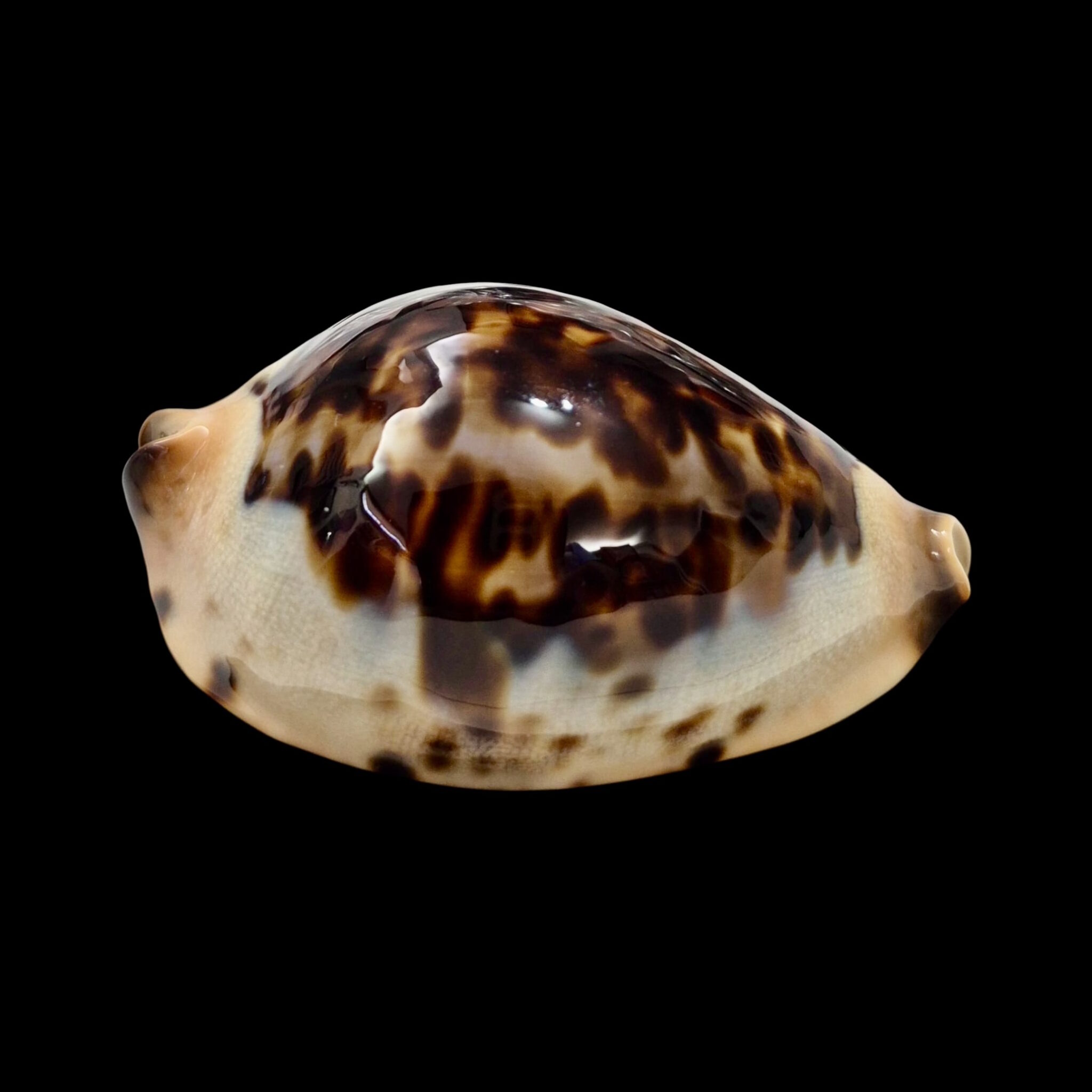 Cypraeidae – beautifulcowries