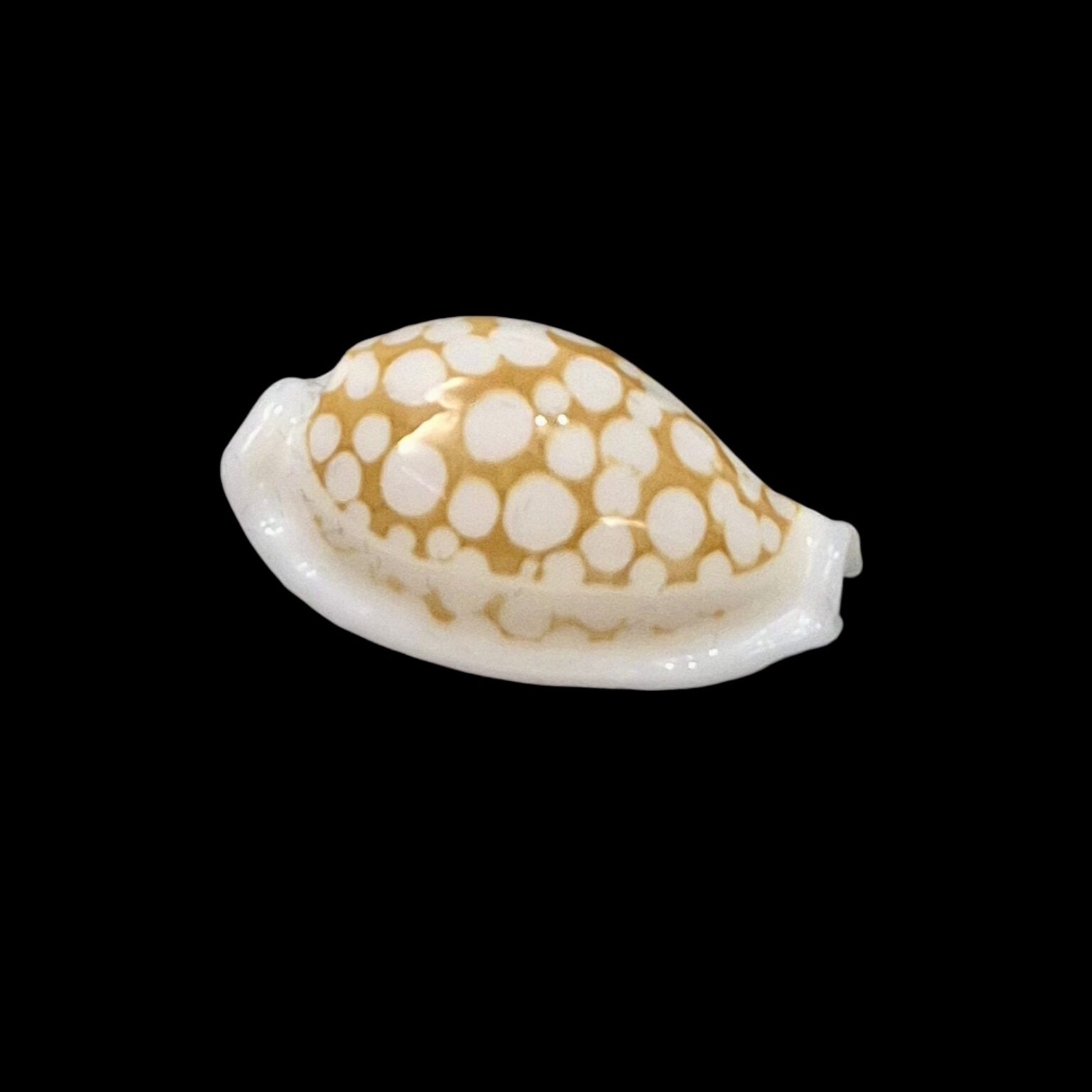 Cypraeidae – beautifulcowries