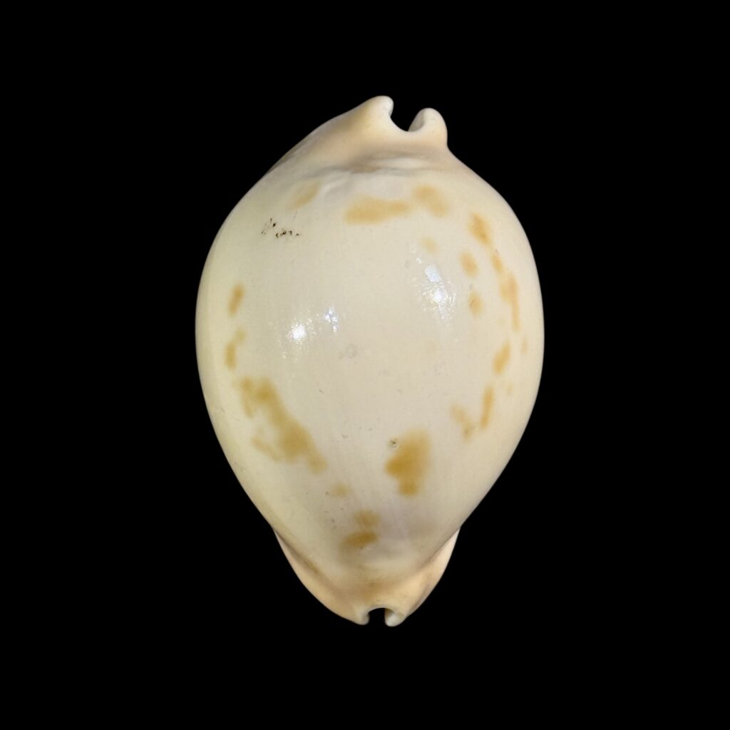 BC186 Zoila venusta bakeri variation – VERY HEAVY – beautifulcowries