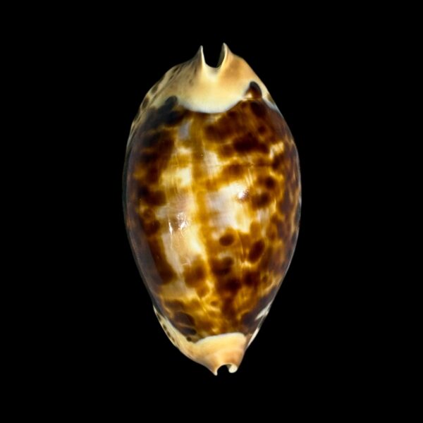 BC094 Zoila friendii f. thalamega – beautifulcowries