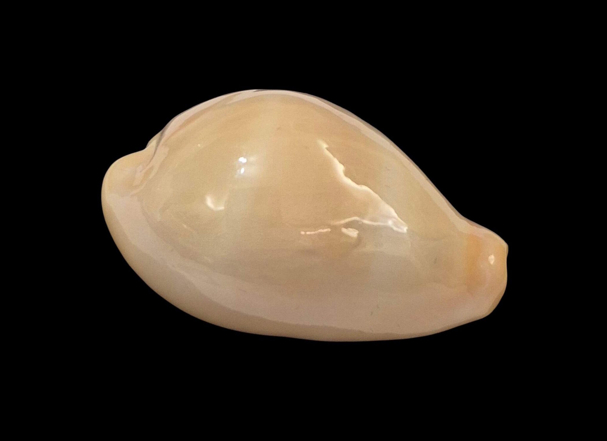 BC027 Erronea nymphae – RARE BEAUTY – beautifulcowries
