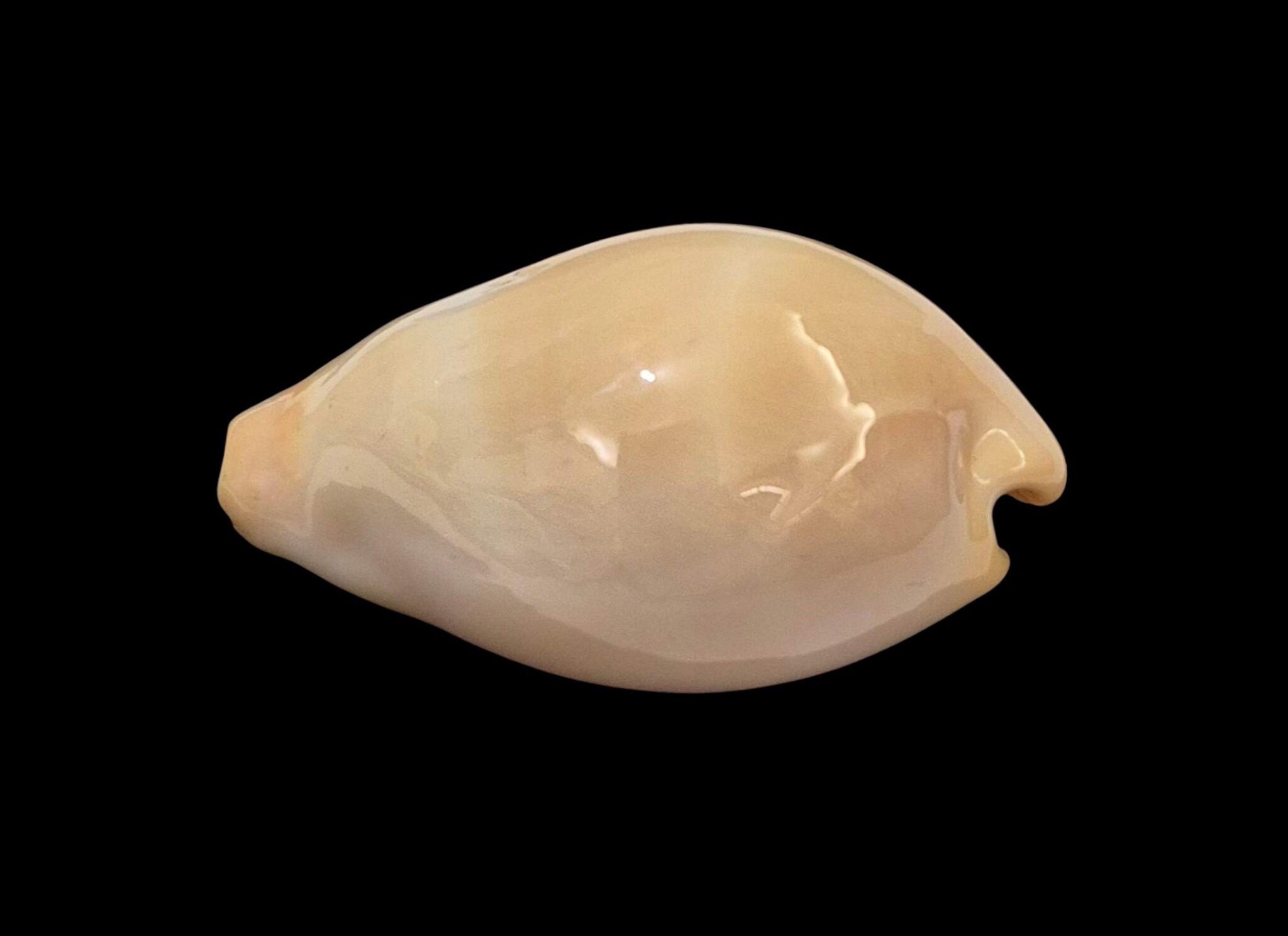 BC027 Erronea nymphae – RARE BEAUTY – beautifulcowries