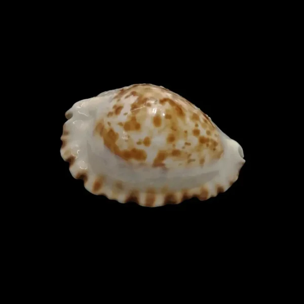 BC205 Zoila ketyana superba – BARGAIN – beautifulcowries