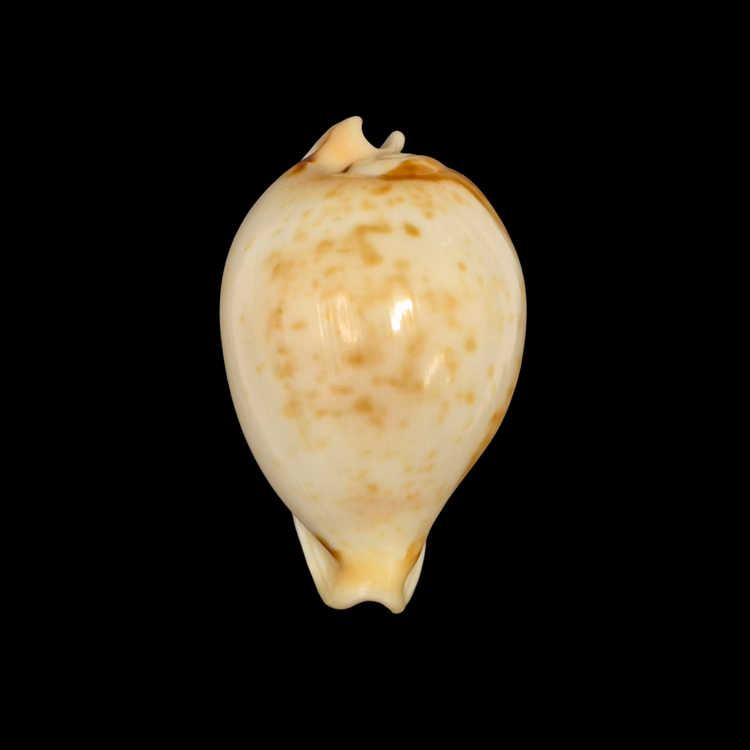 BC315 Nesiocypraea teramachii neocaledonica – beautifulcowries