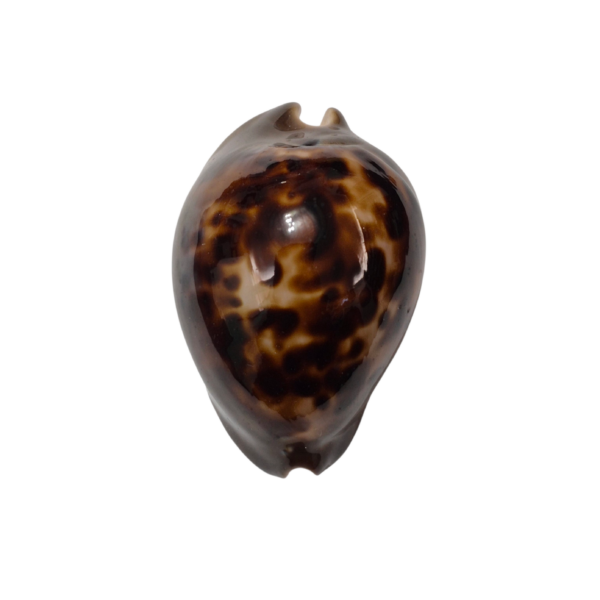 BC337 Zoila venusta episema – DARK BEAUTY – beautifulcowries
