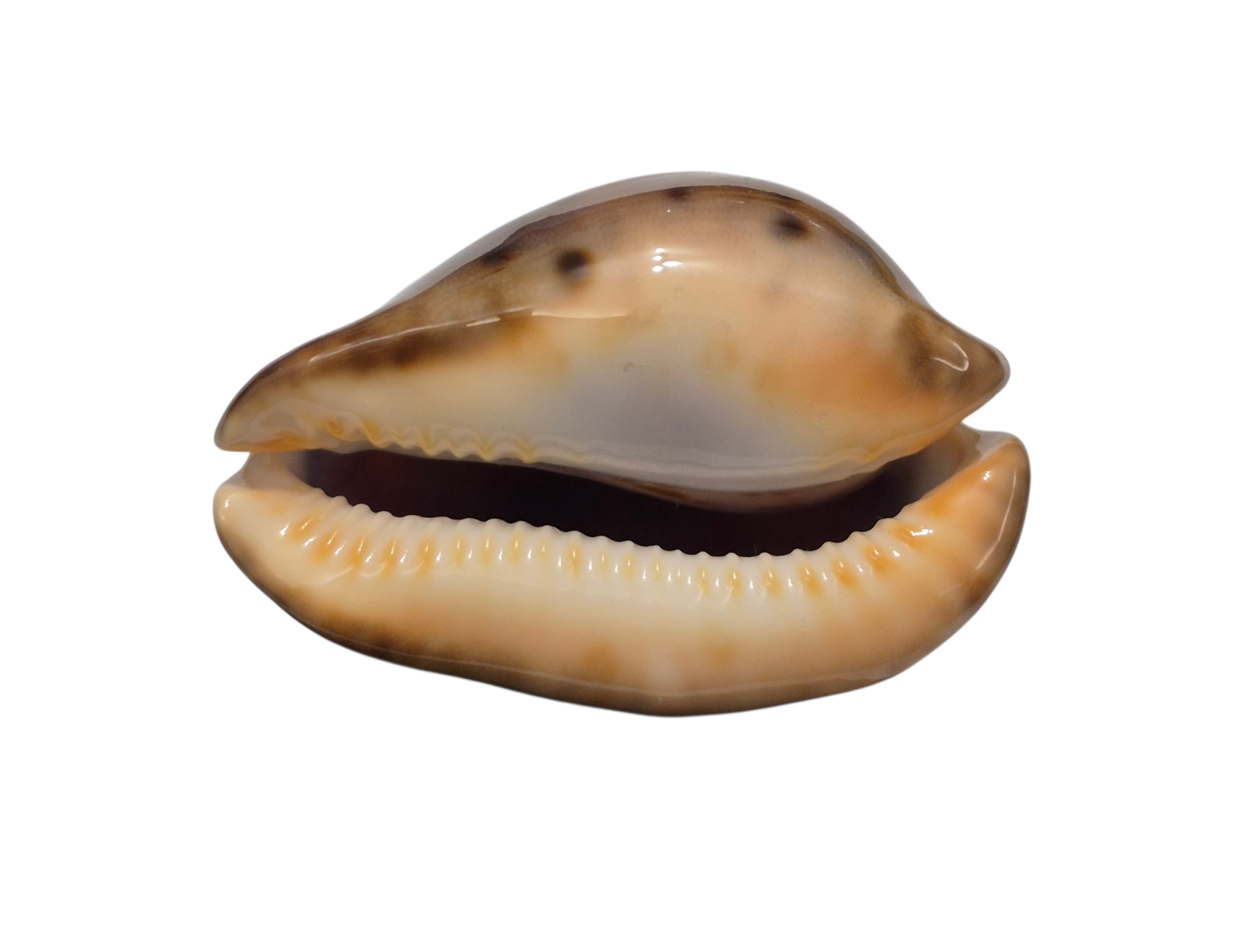 BC337 Zoila venusta episema – DARK BEAUTY – beautifulcowries