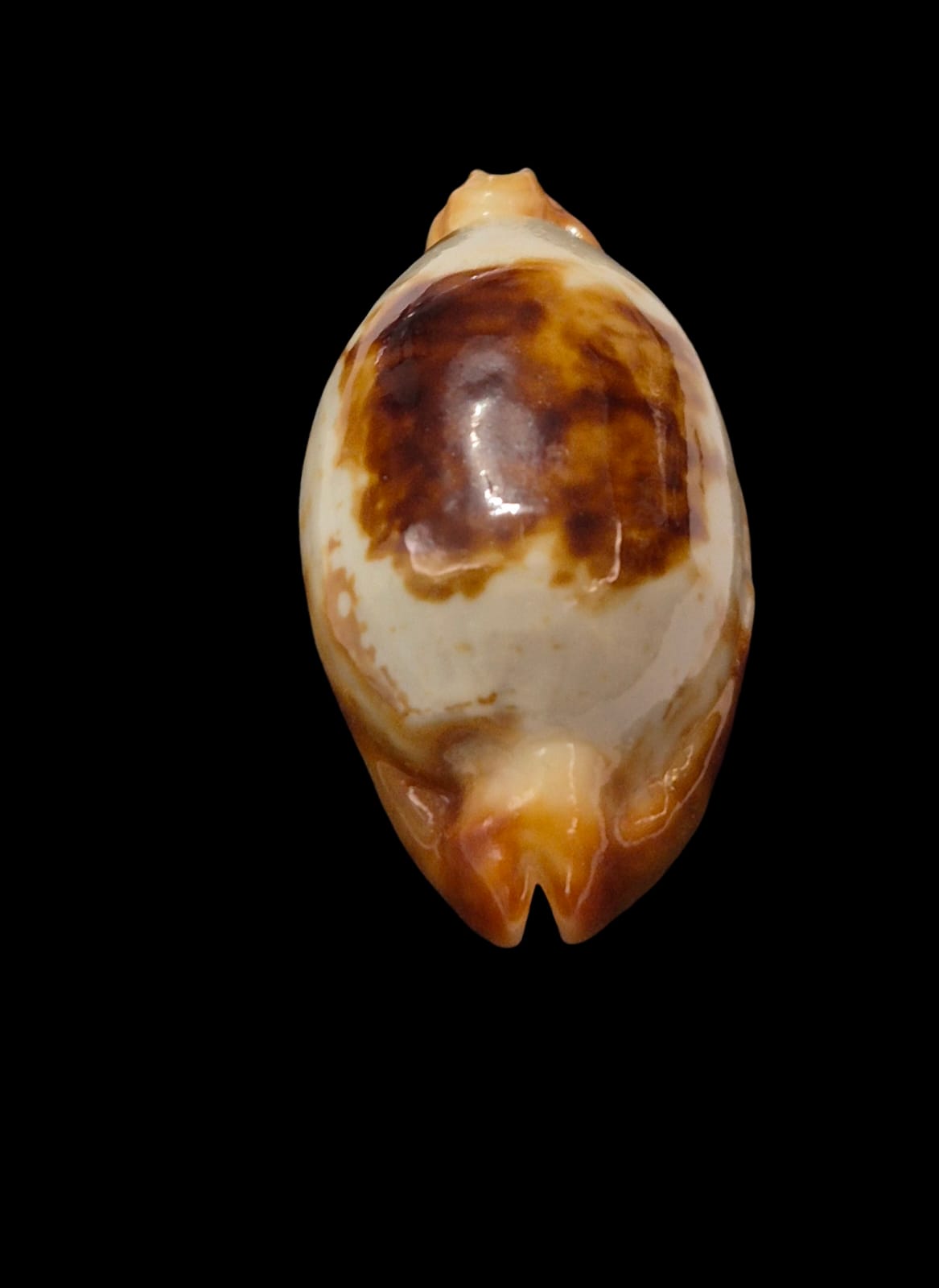 BC303 Bistolida stolida crossei – XXL SIZE – beautifulcowries