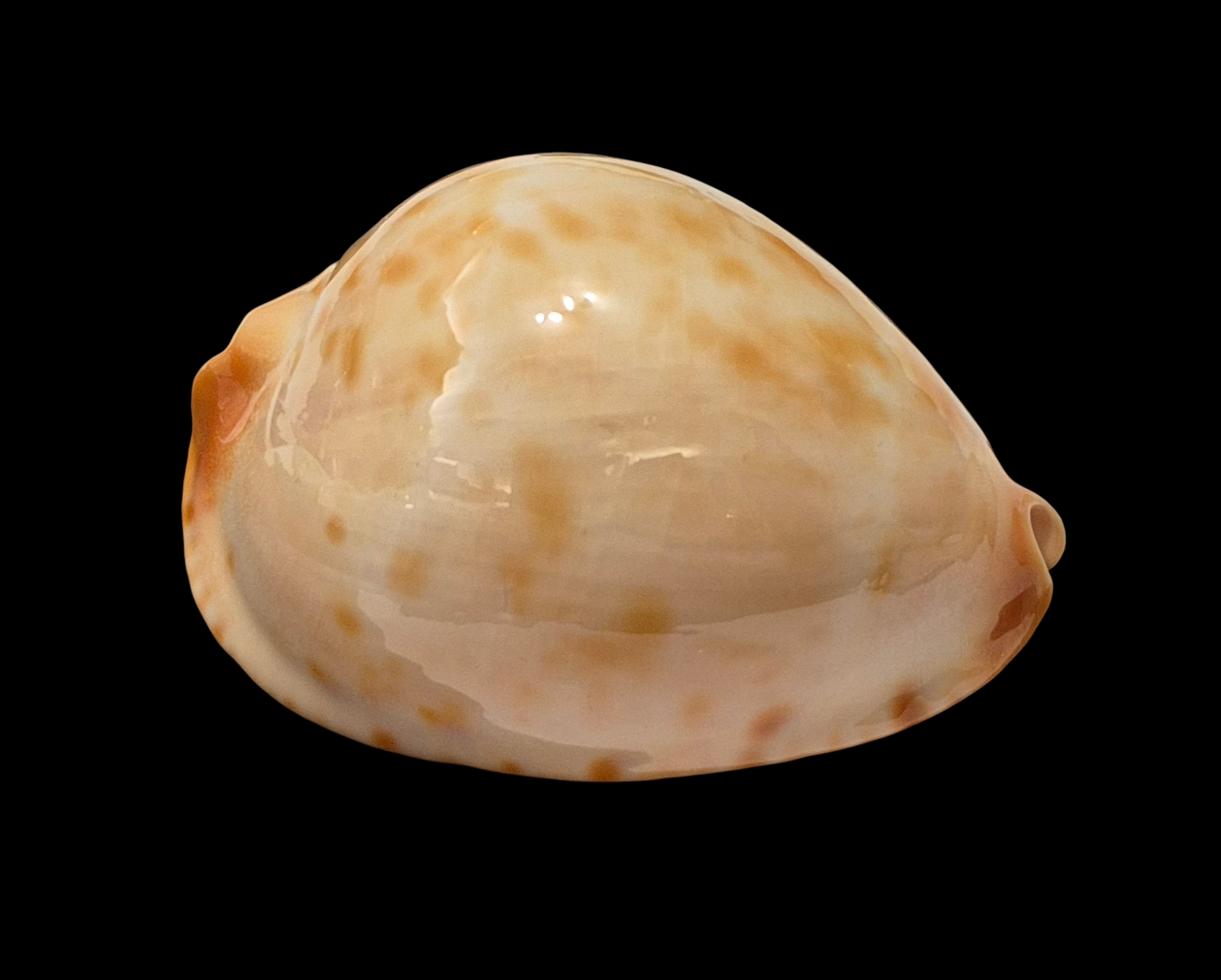 BC097 Zoila jeaniana f. walkeri – AWESOME – beautifulcowries