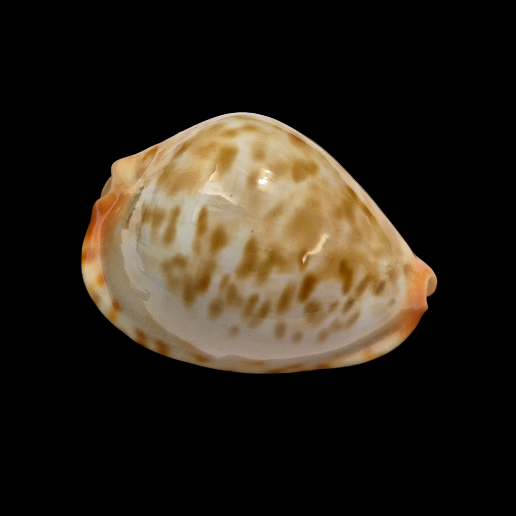 beautifulcowries – United colors of shells
