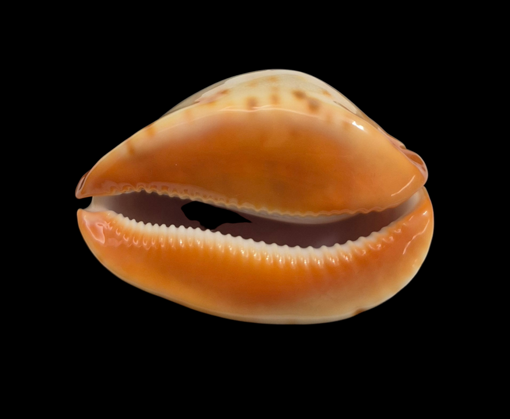 BC010 Zoila jeaniana f. aureabasis – STUNNING – beautifulcowries