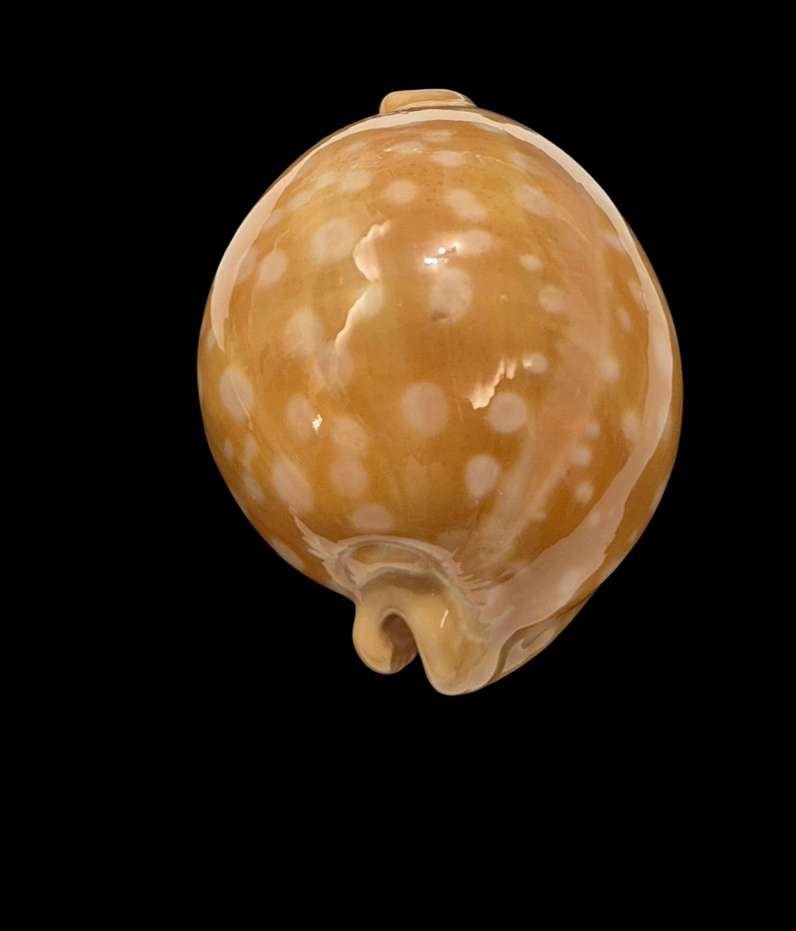 BC013 Callistocypraea leucodon – BIG SIZE – beautifulcowries