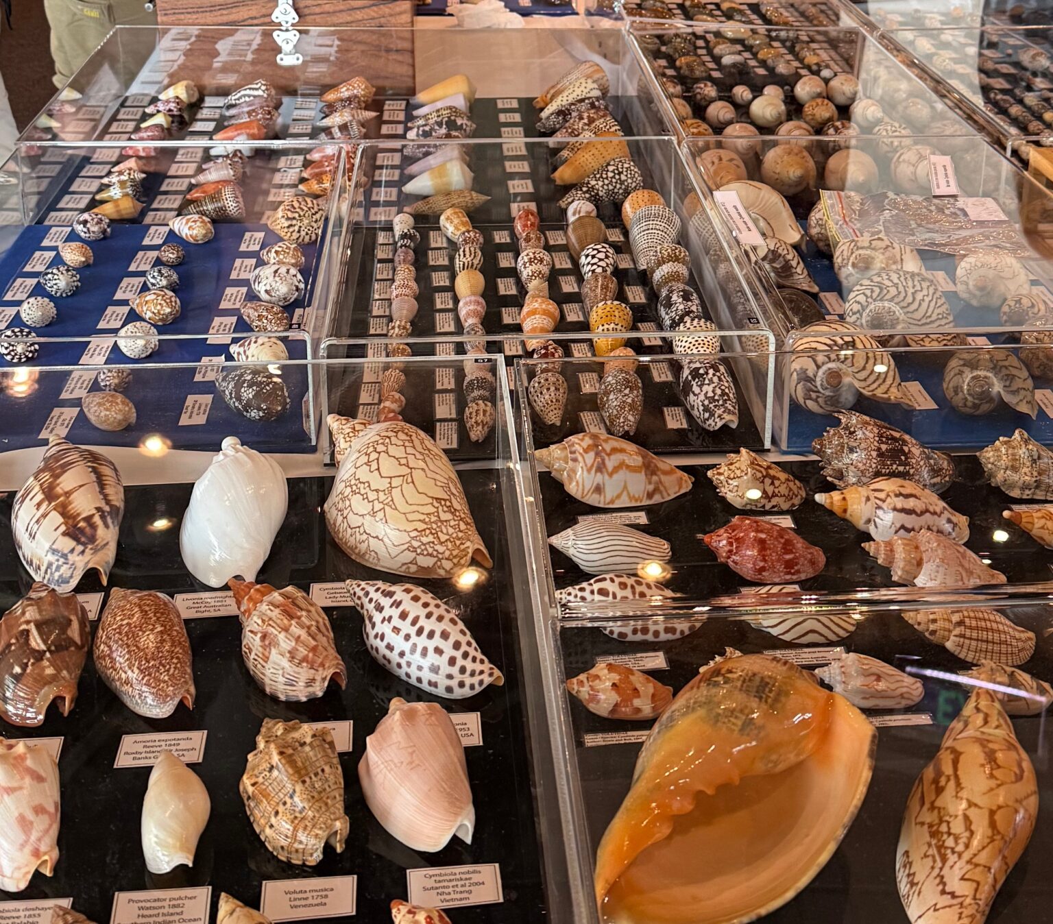 beautifulcowries – United colors of shells